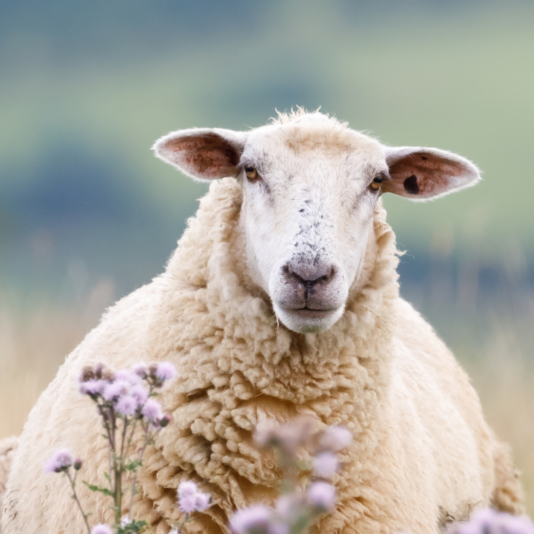 Valentine’s day: Just because I love you ewe! – The Cheese Lady