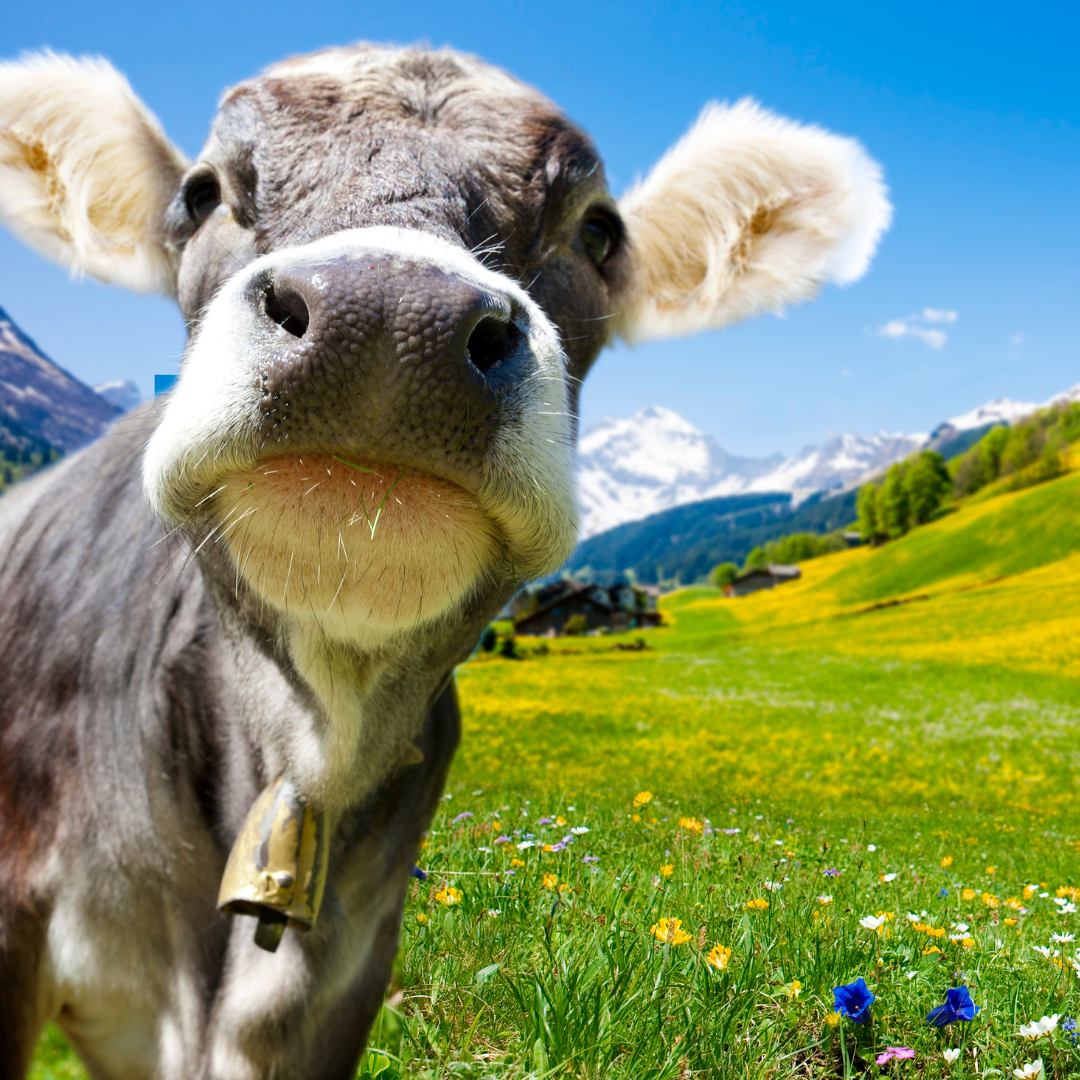 Swiss Cheese: Where Tradition and Quality Meet – The Cheese Lady